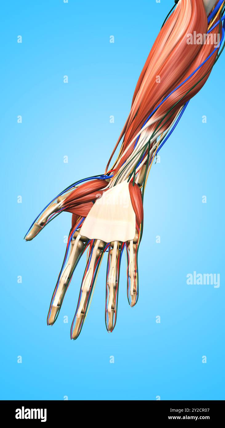 Forearm muscles hi-res stock photography and images - Alamy