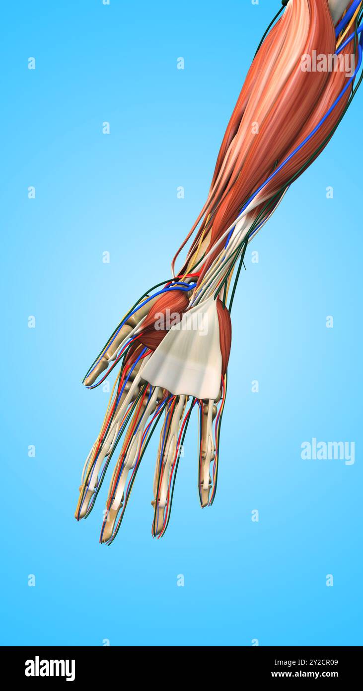 Muscles of forearm hi-res stock photography and images - Alamy