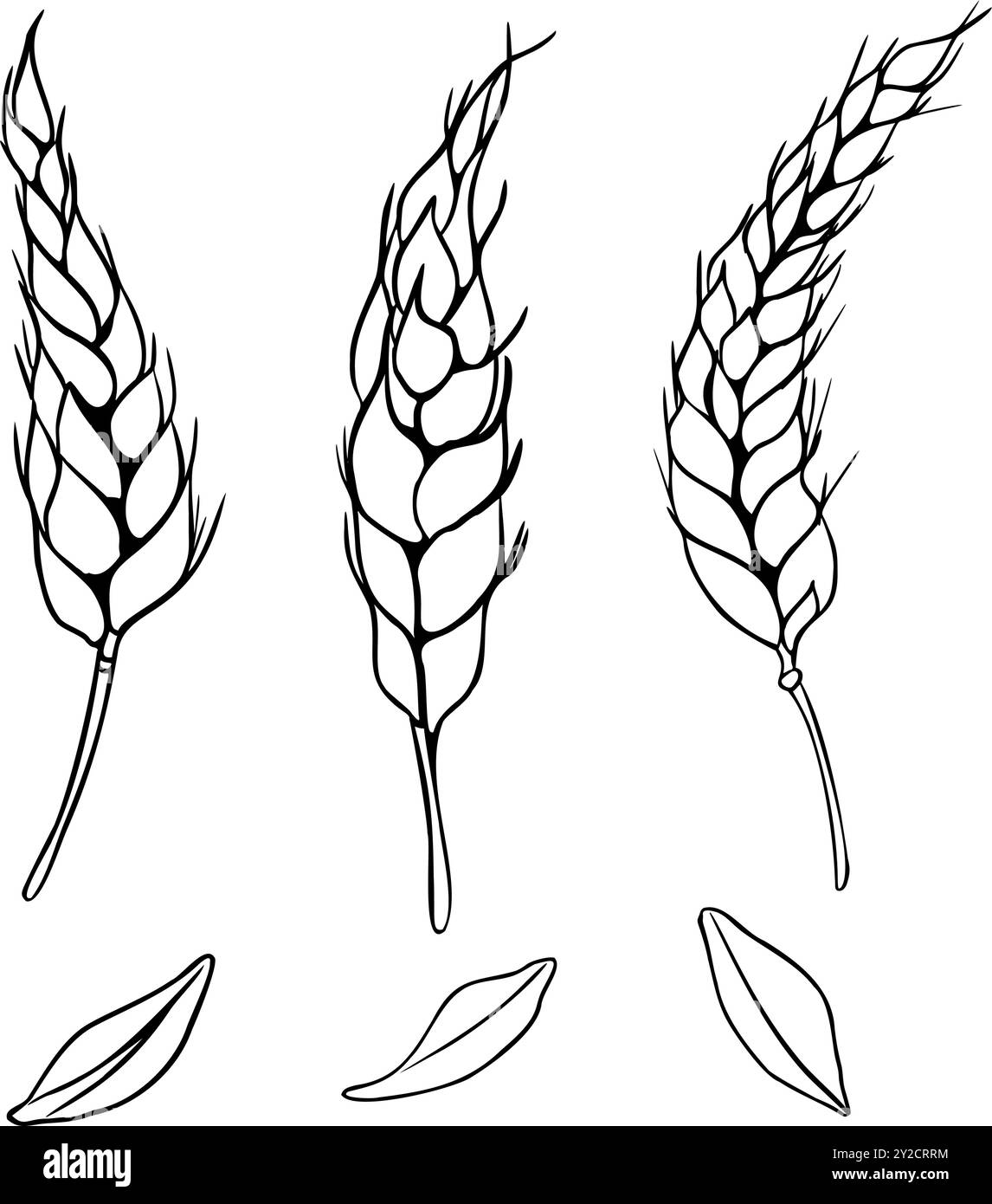 Wheat ear and grains monochrome outline vector illustration isolated ...