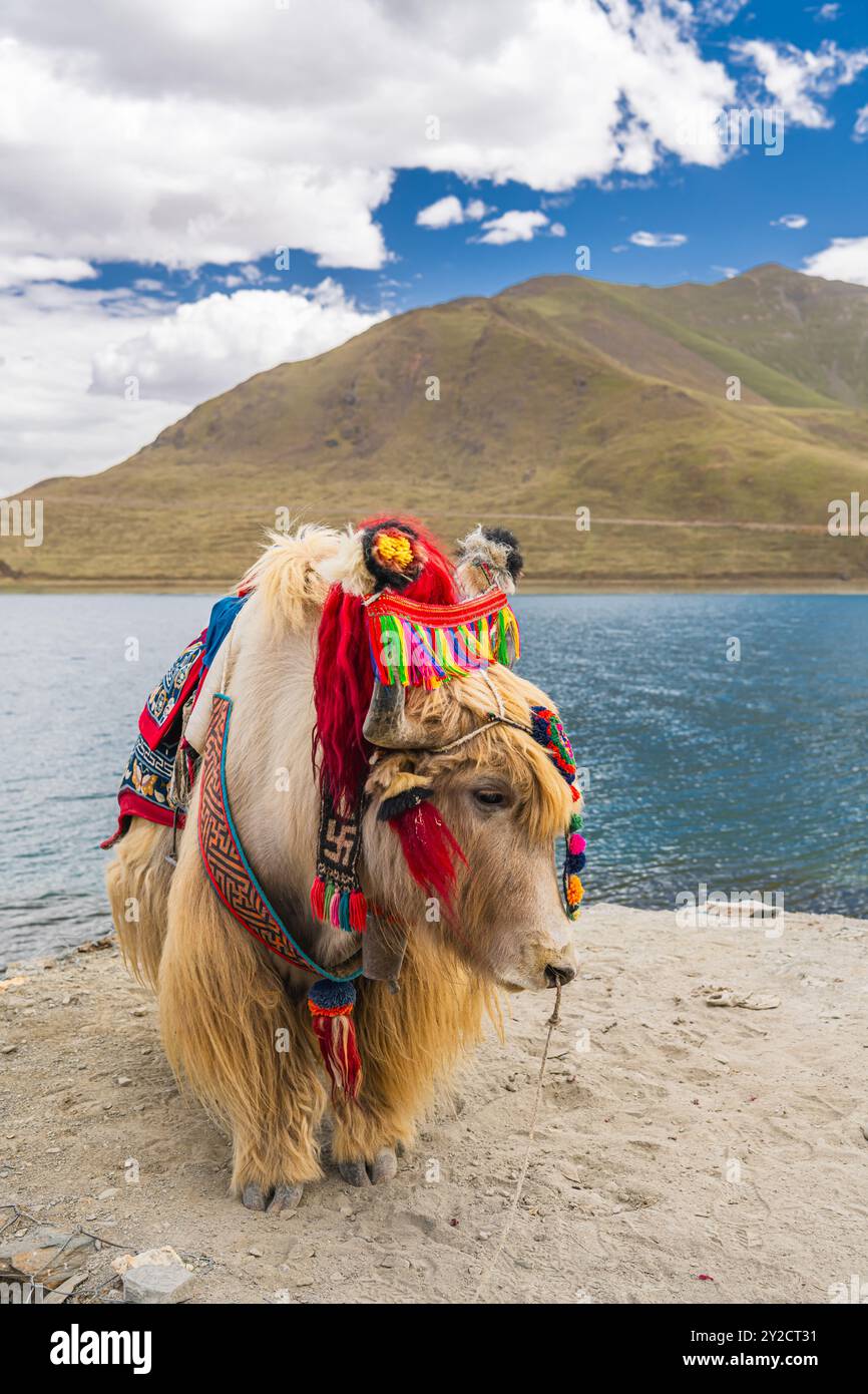 Decorated white tibetan yak at the Yamdrok lake in Tibet, China, cloudy sky with copy space ...