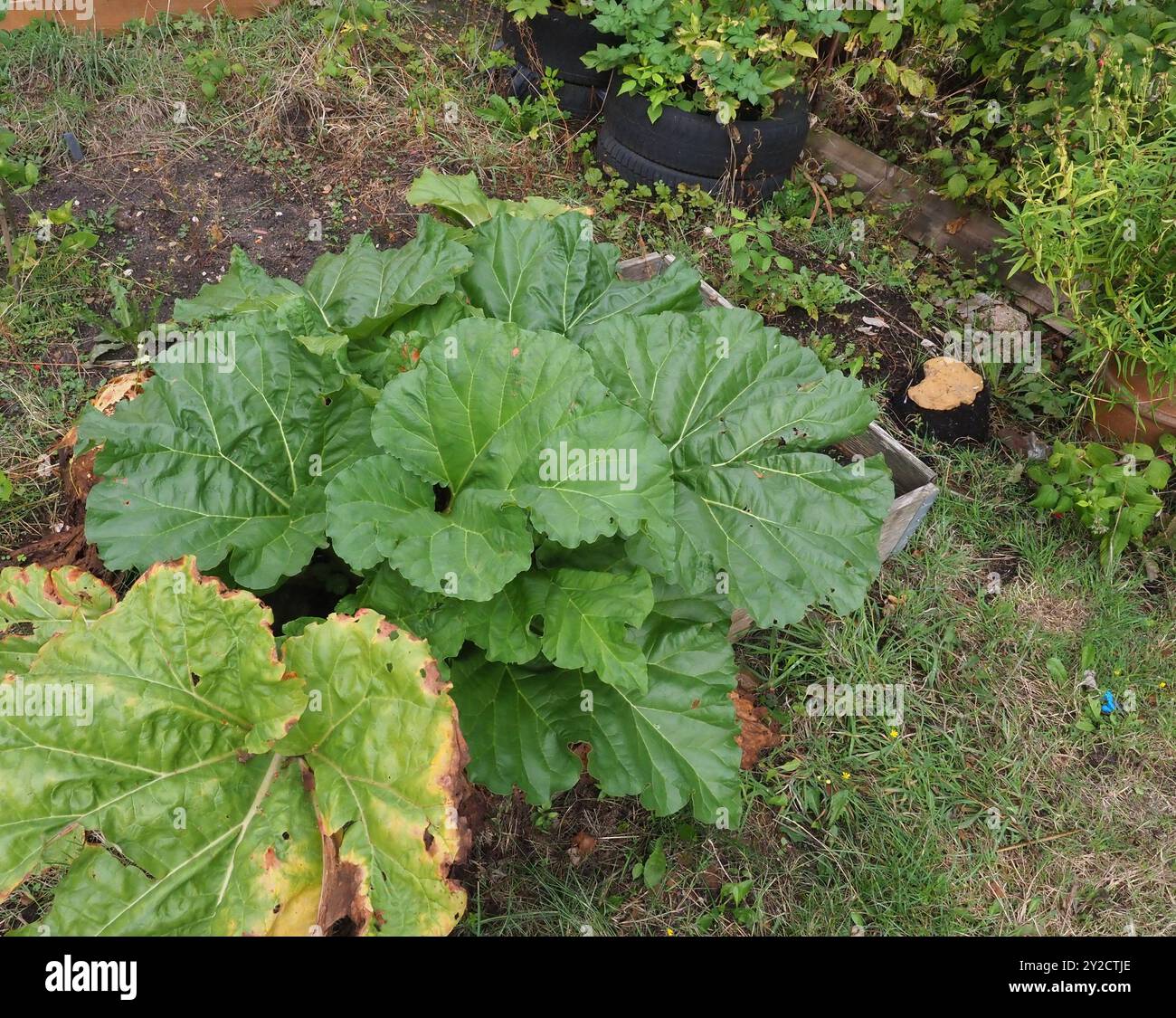 Healthy -looking rhubarb plant growing in a small vegetable patch Stock ...