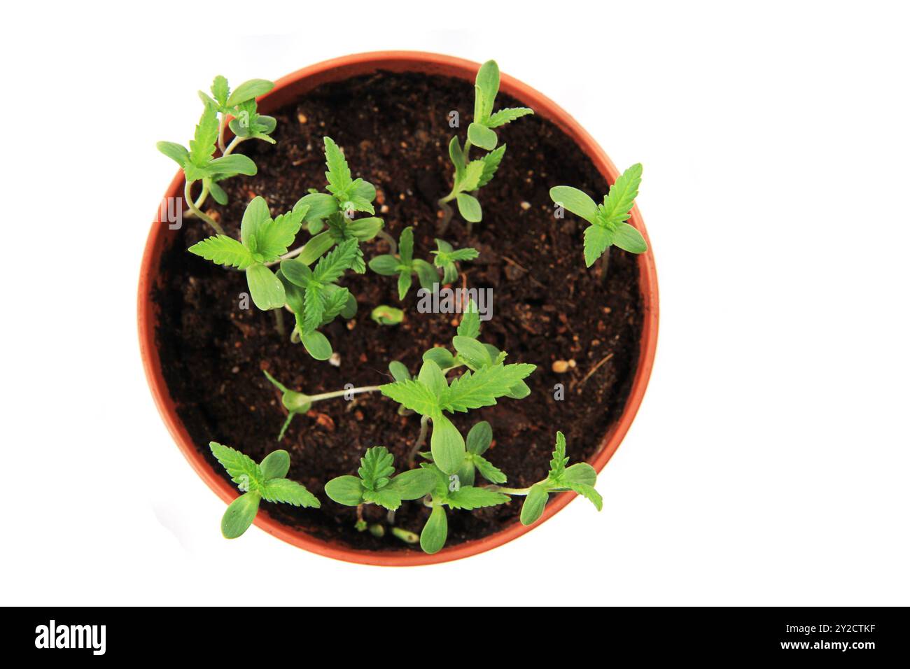 small marijuana plants isolated on the white background Stock Photo - Alamy
