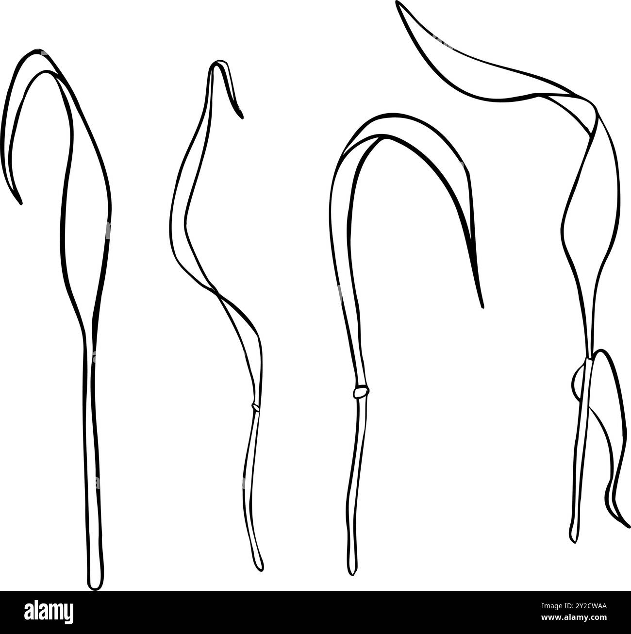 Stalks of rye black white contour vector illustration isolated. Dried ...
