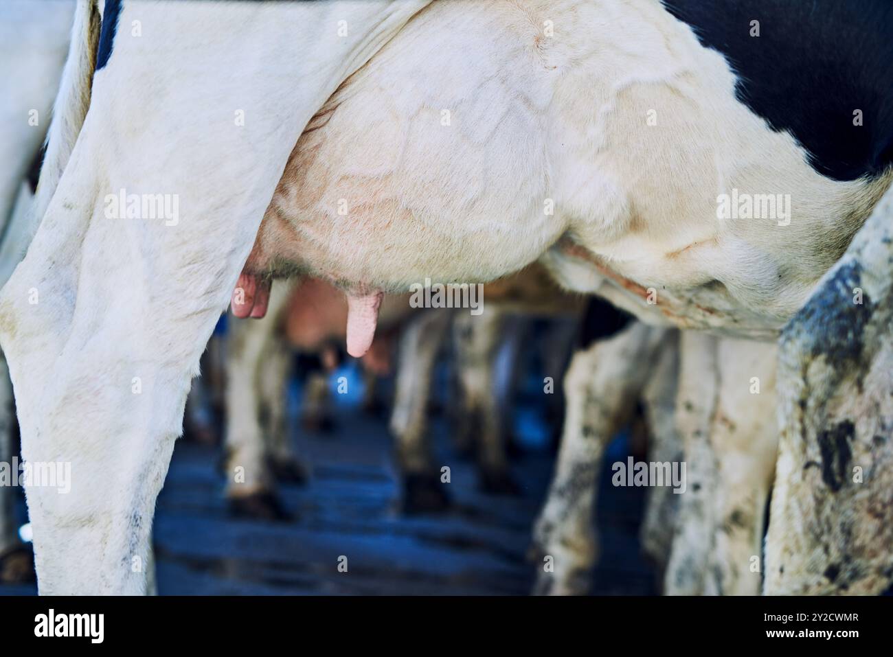 Diary farm, udder and cow with agriculture, sustainability and organic ...