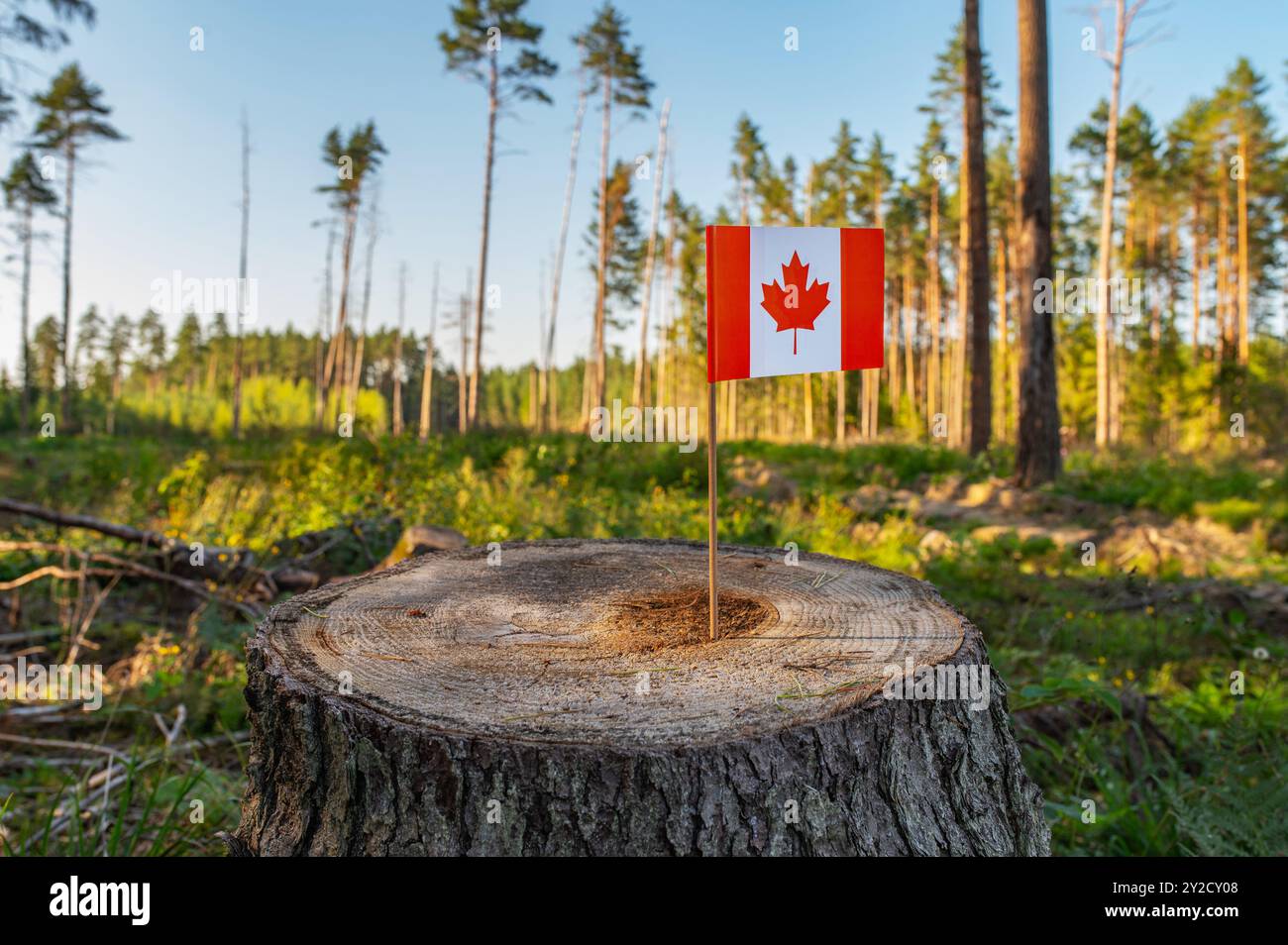 UN Climate Change Conference. Canada Deforestation. Ecological disaster ...