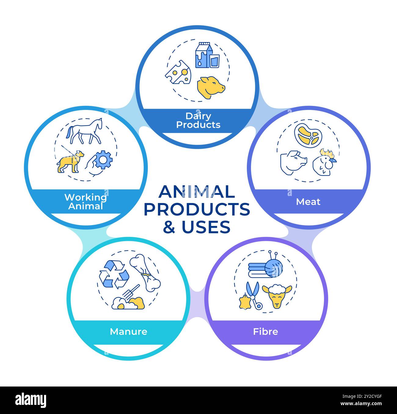 Animal industry infographic circles flowchart Stock Vector Image & Art ...