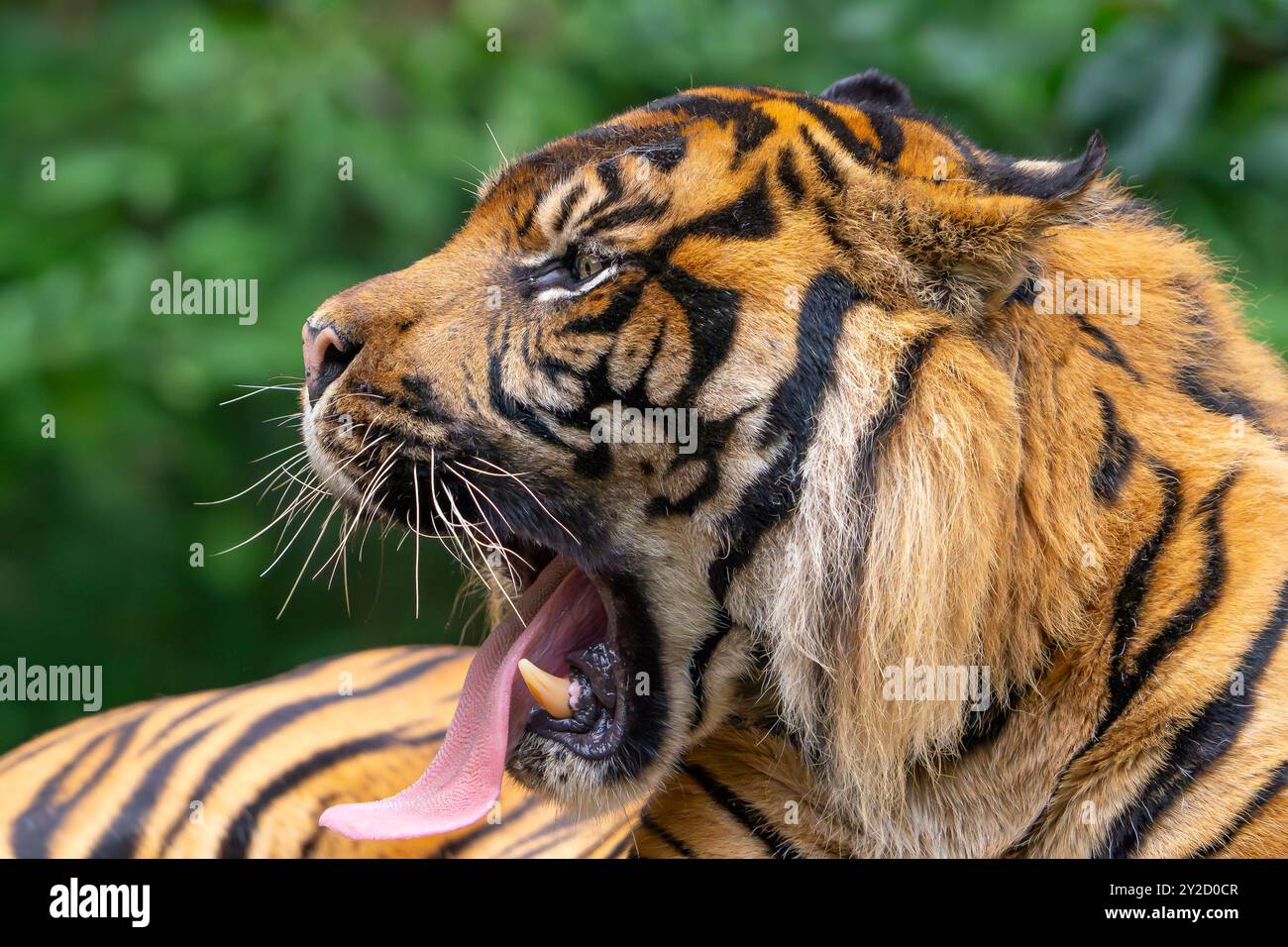 Close up head and shoulders view of isolated tiger yawning, its large ...