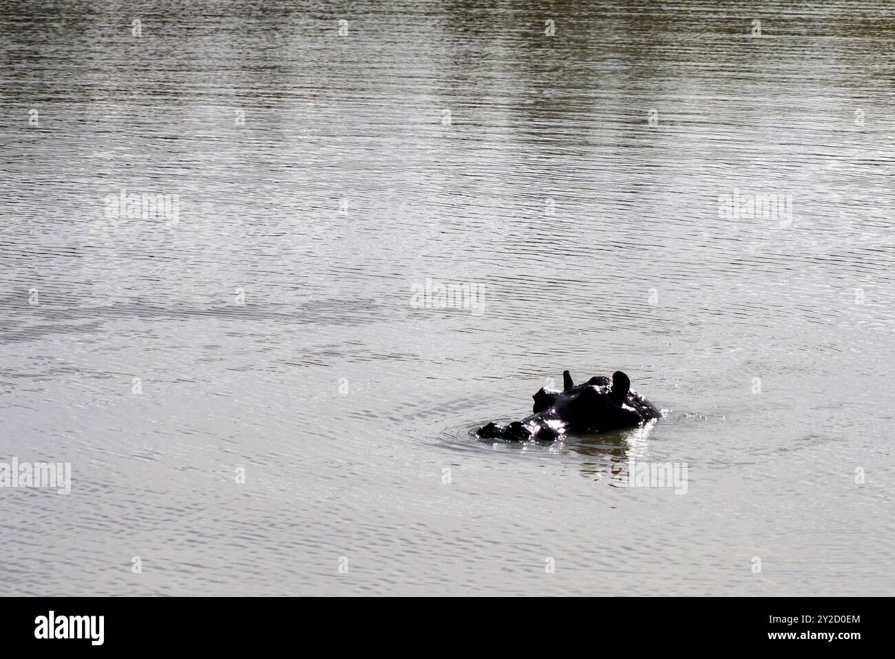 Hippos live in the rivers and lakes of Colombia Stock Photo - Alamy