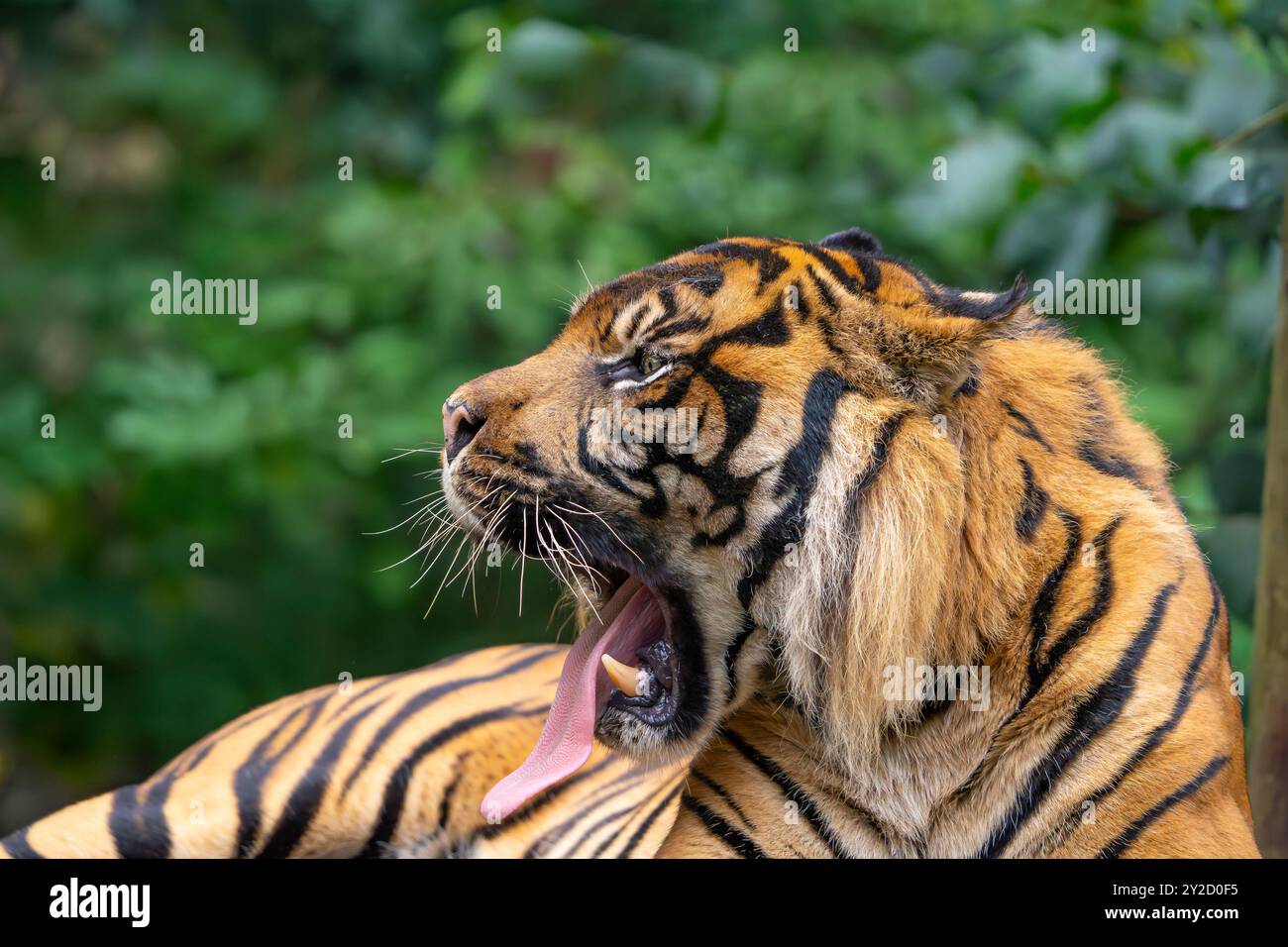 Close up head and shoulders view of isolated tiger yawning, its large ...
