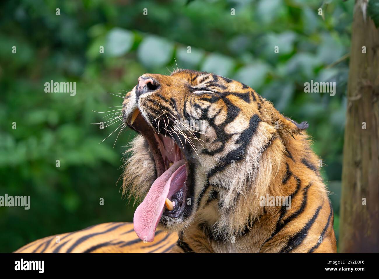 Close up head and shoulders view of isolated tiger yawning, its large ...