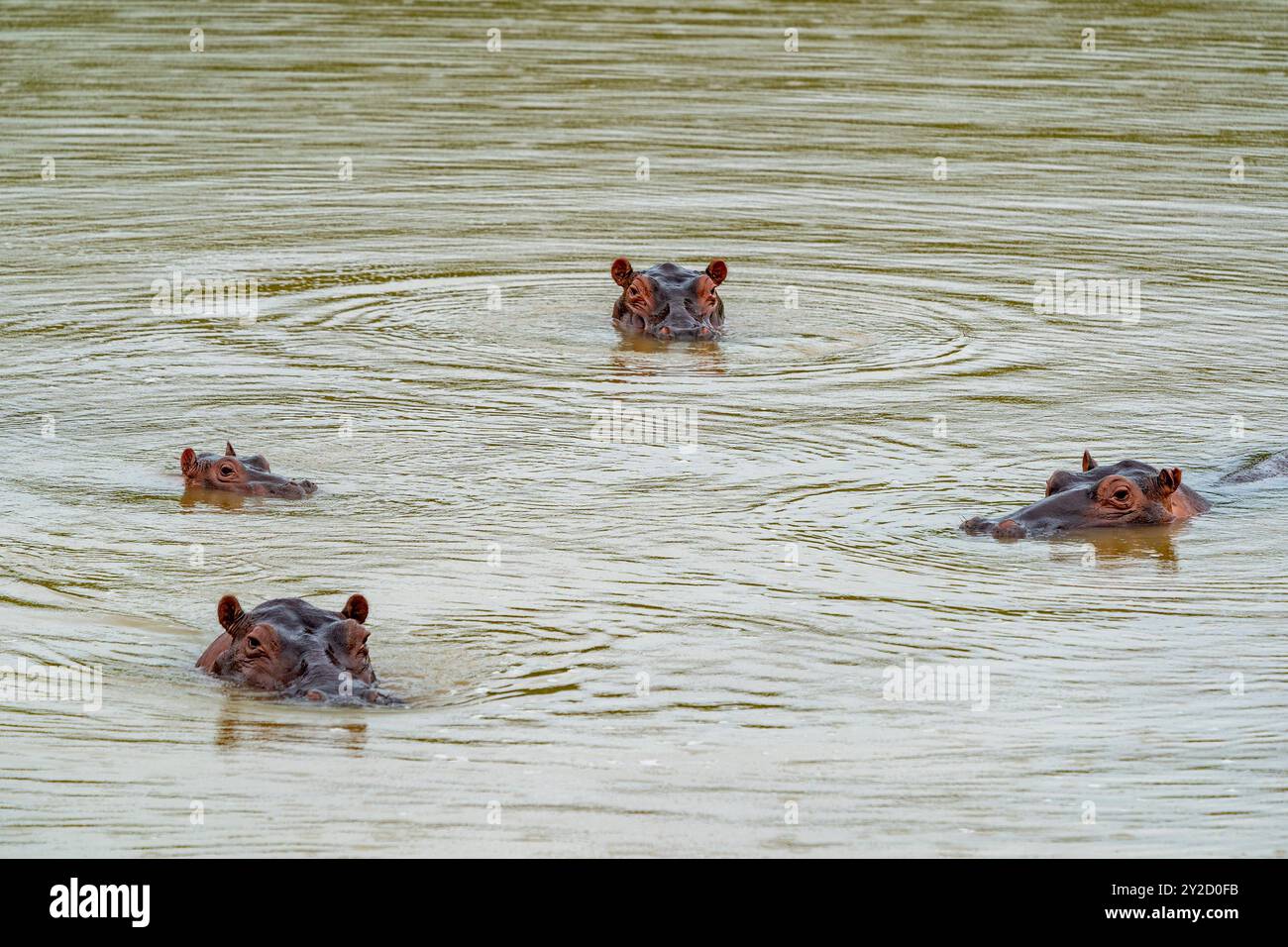 Family of Hippos live in the rivers and lakes of Colombia Stock Photo ...
