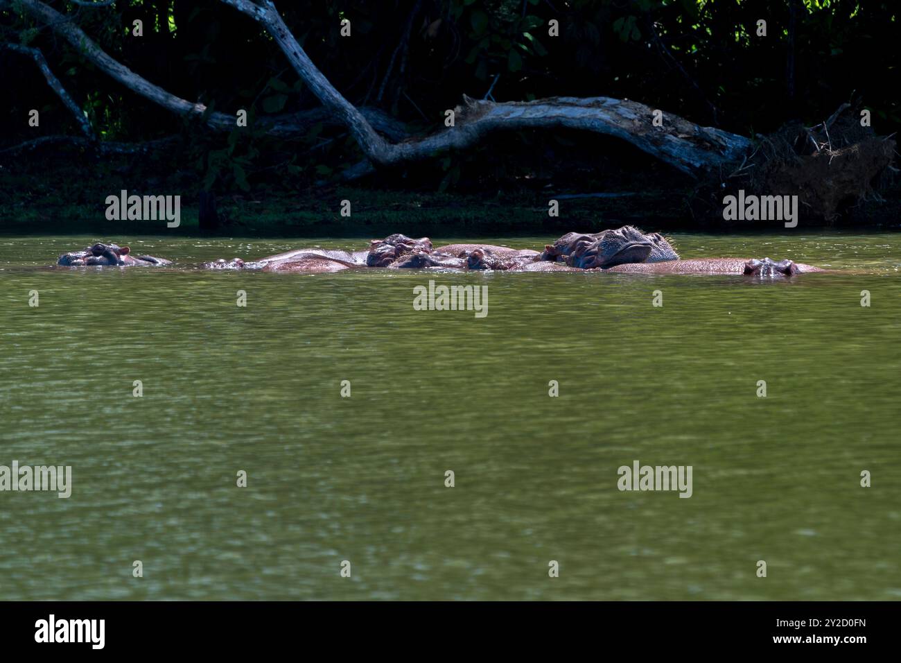 Hippos live in the rivers and lakes of Colombia Stock Photo - Alamy