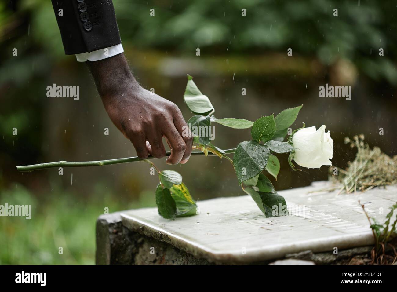 Close up on hand of Black man laying white rose on tombstone on grave in memory of deceased ...