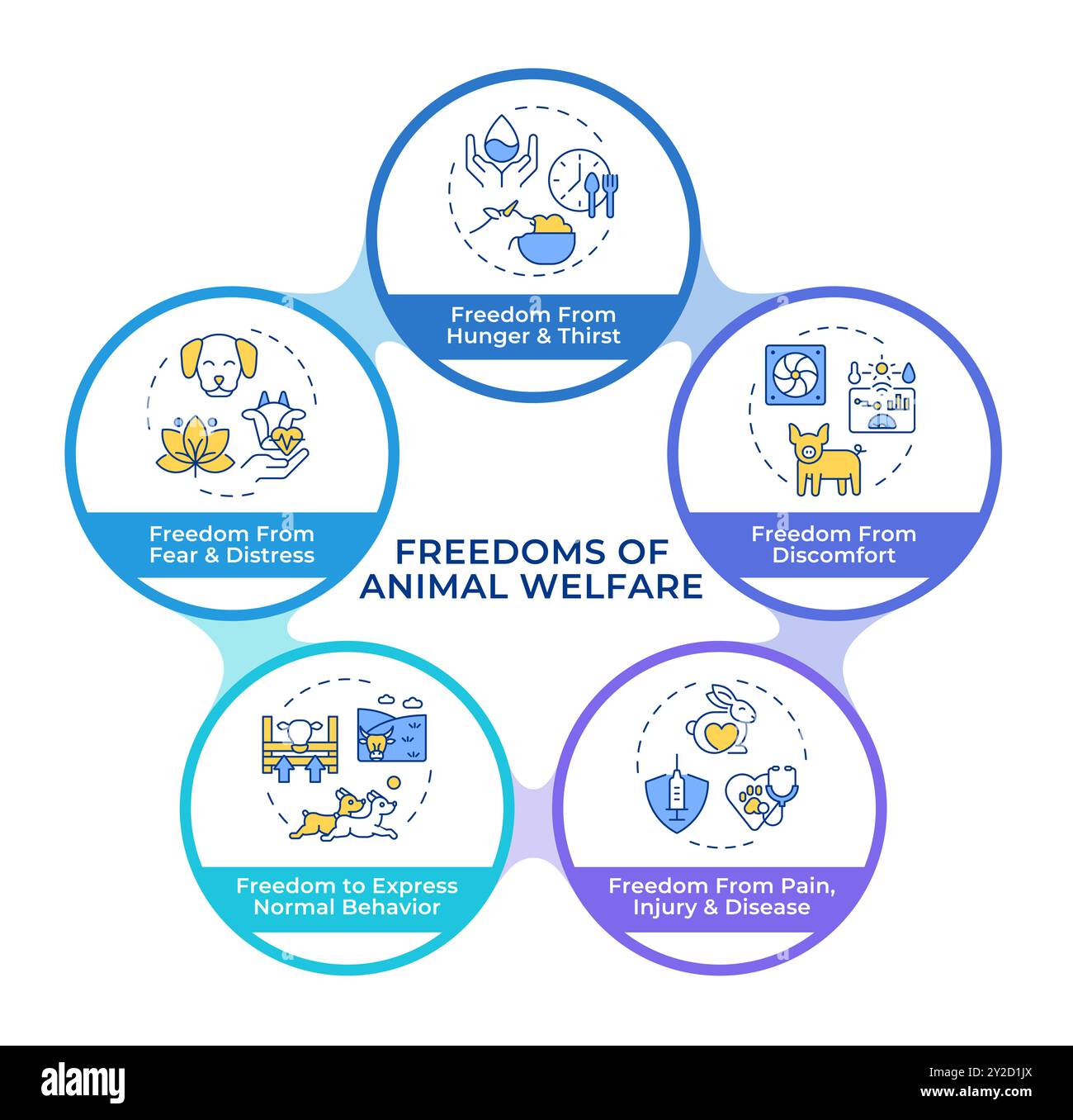 Five freedoms of animals infographic circles flowchart Stock Vector ...