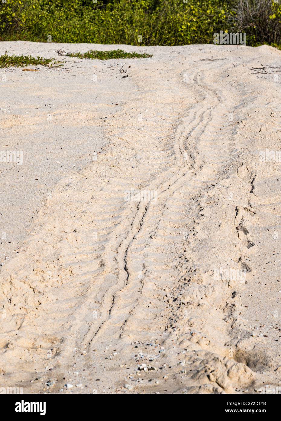 Tracks made by turtle in sand on beach, Santa Cruz Island, Galapagos ...