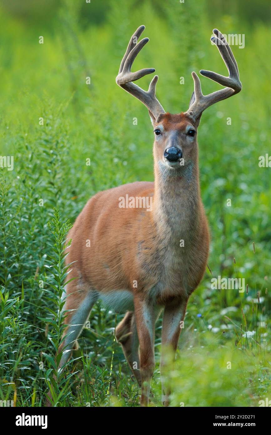 White-tailed deer buck Stock Photo - Alamy