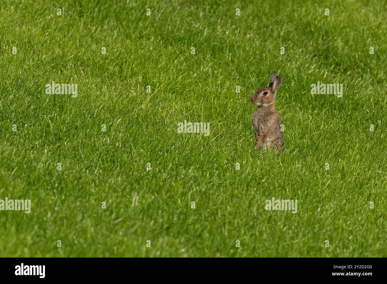 A single wild rabbit (Oryctolagus cuniculus) on it's hind legs in long ...