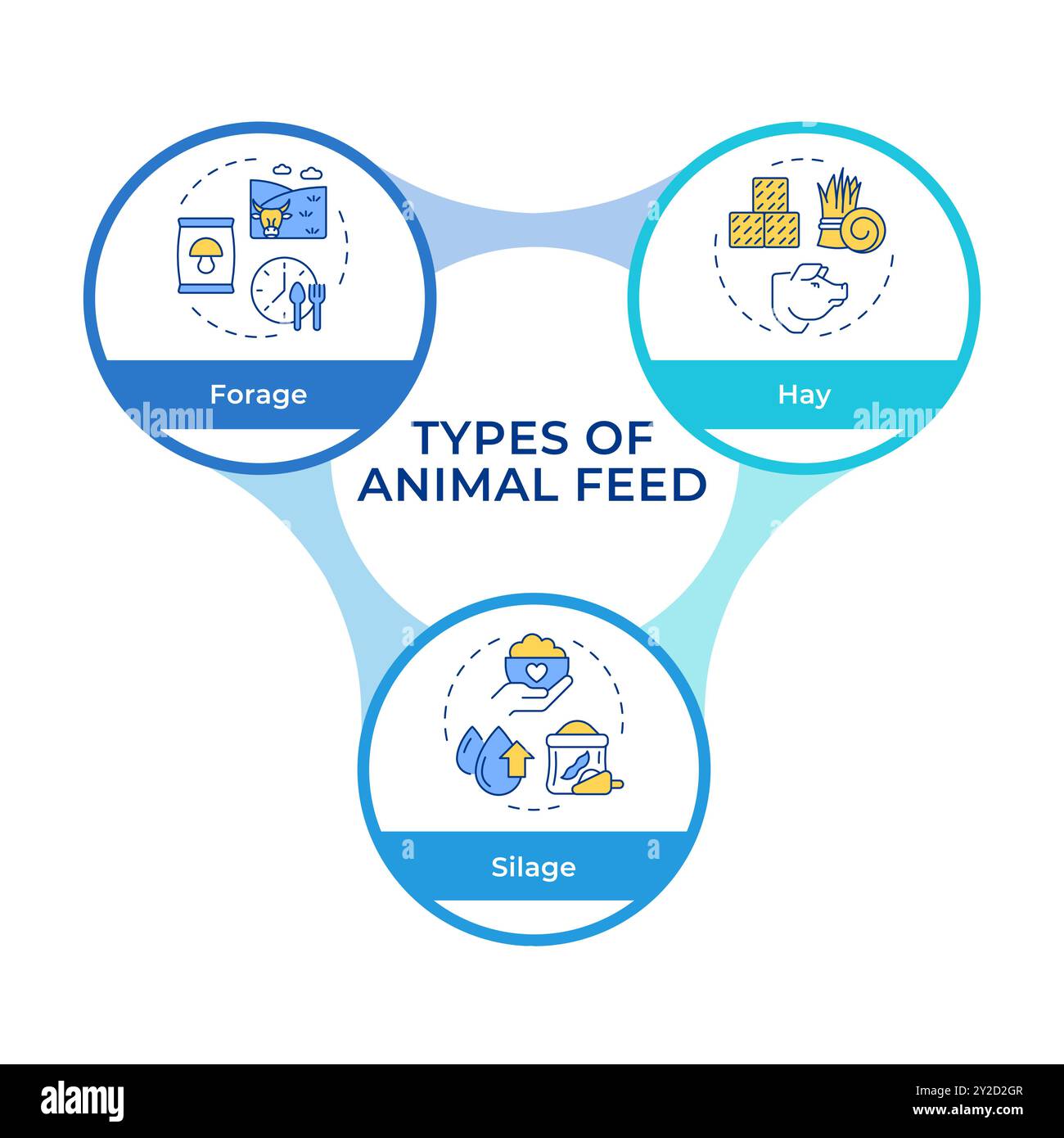 Animals feeding infographic circles flowchart Stock Vector Image & Art ...