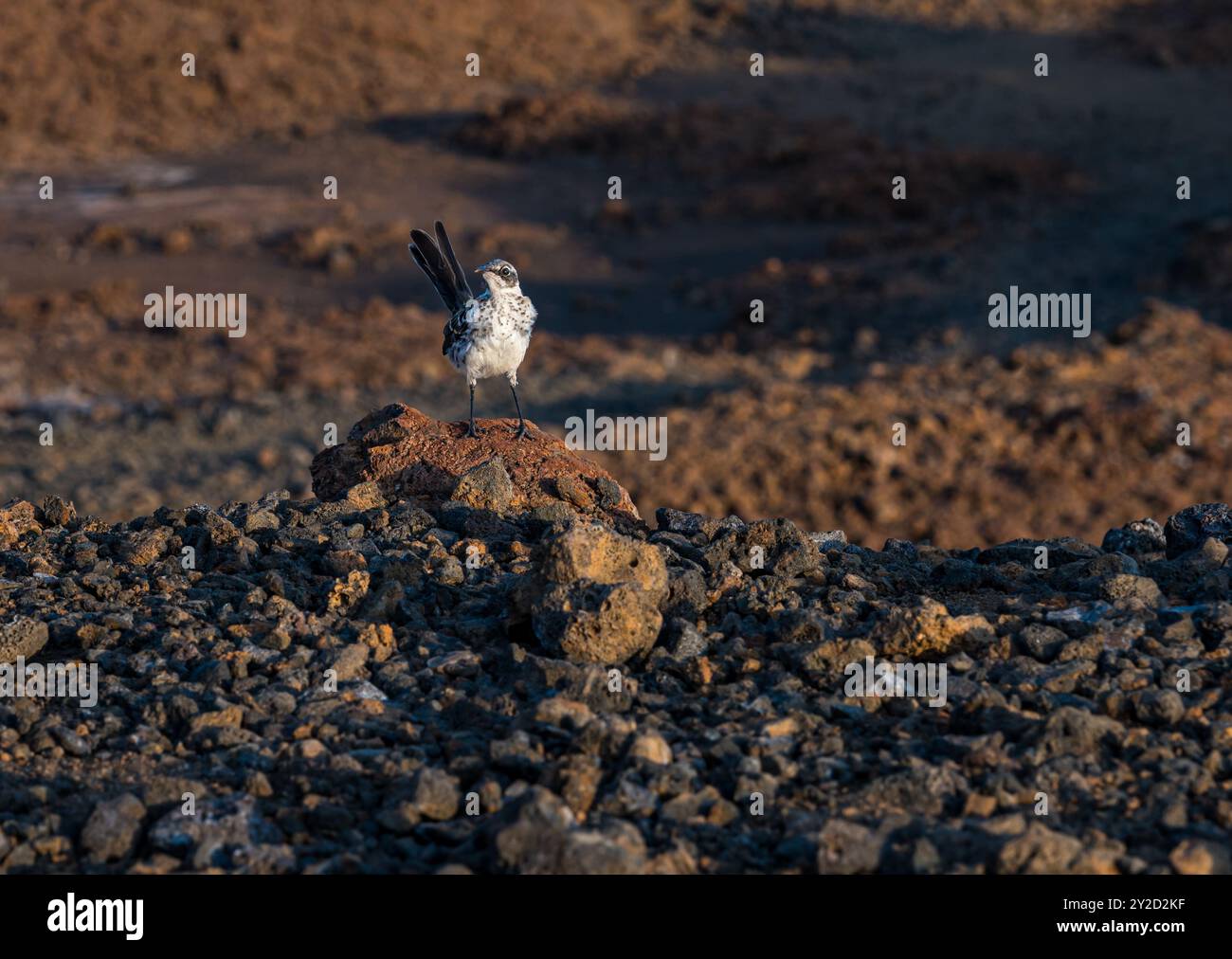 A Galápagos mockingbird (Mimus parvulus) on barren volcanic landscape ...