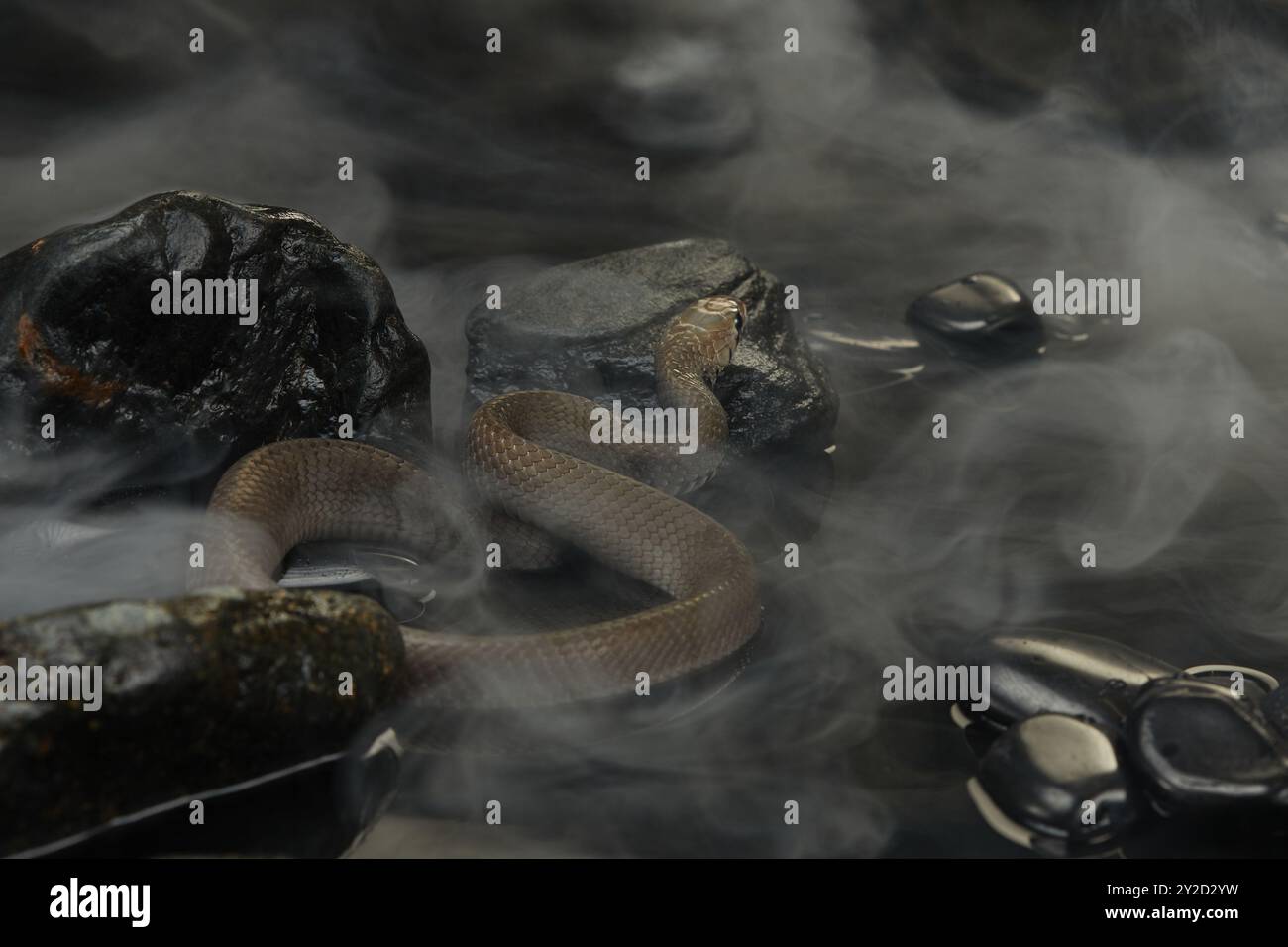 A snake is slithering through a misty scene, its body blending with the ...