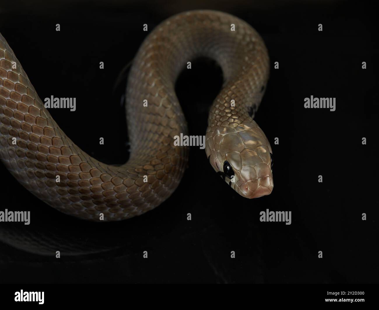 A snake is slithering on the water surface, its head slightly raised ...
