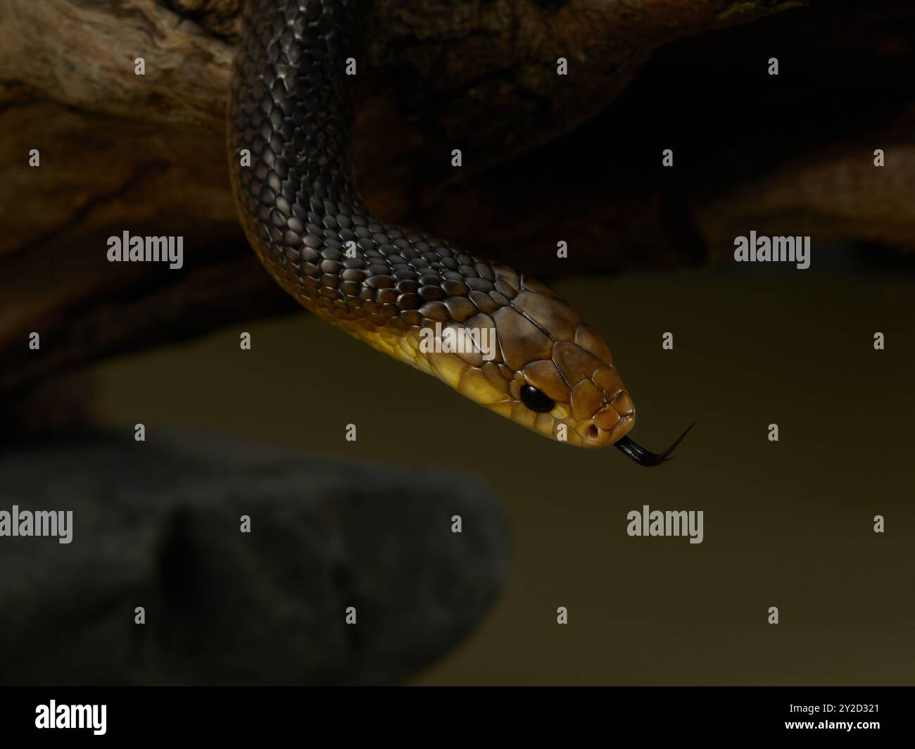 Coiled scales leaves hi-res stock photography and images - Alamy