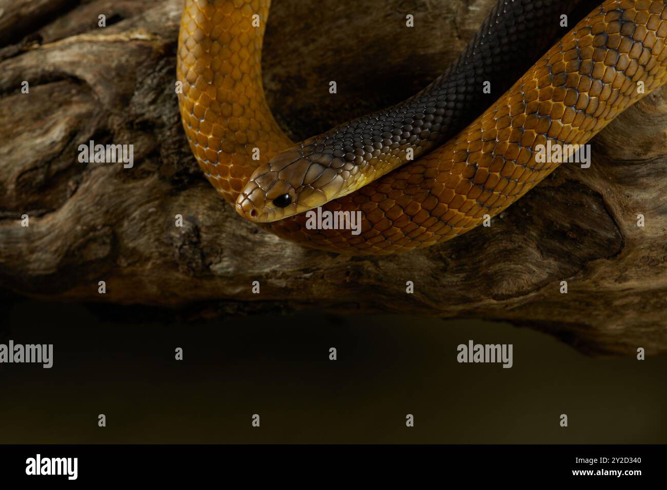 A snake is curled on a tree branch, its body tightly wound around the ...