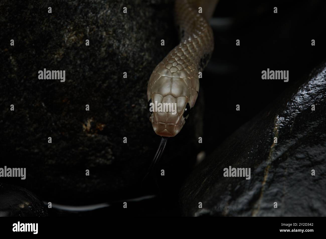 A snake emerges from a misty environment, its body barely visible ...