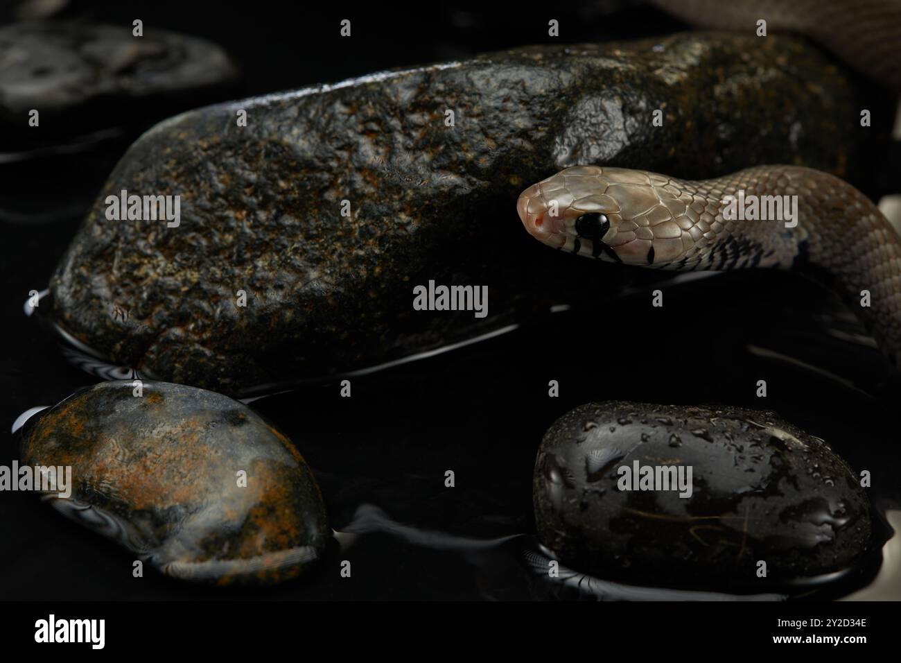A snake is resting on dark rocks partially submerged in water, its body ...