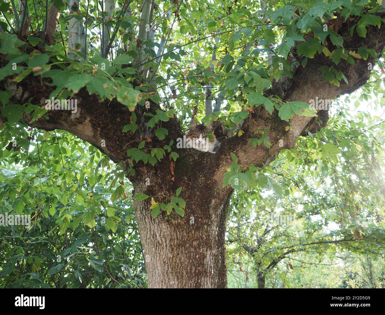 Ashleaf maple hi-res stock photography and images - Alamy