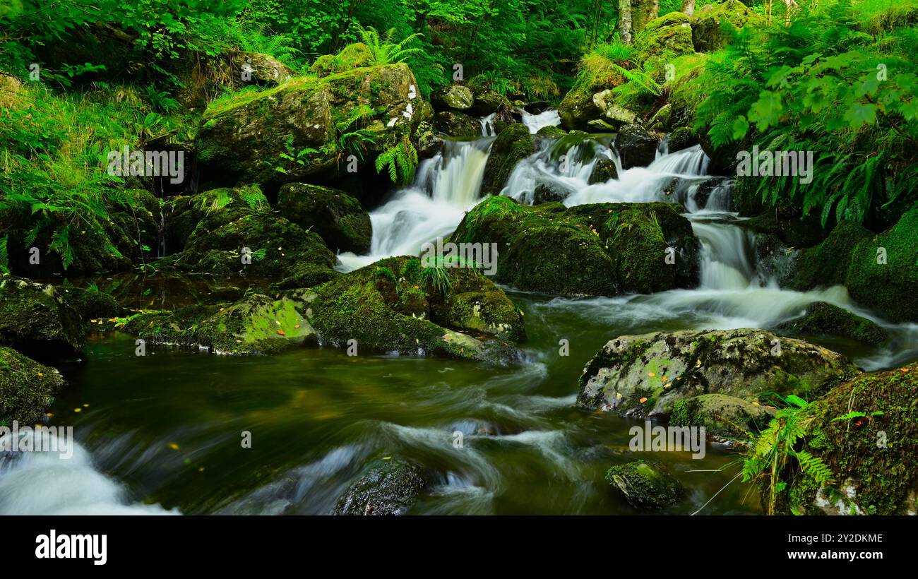 Temperate rainforest in Wales with motion blur streams, rocks, moss ...