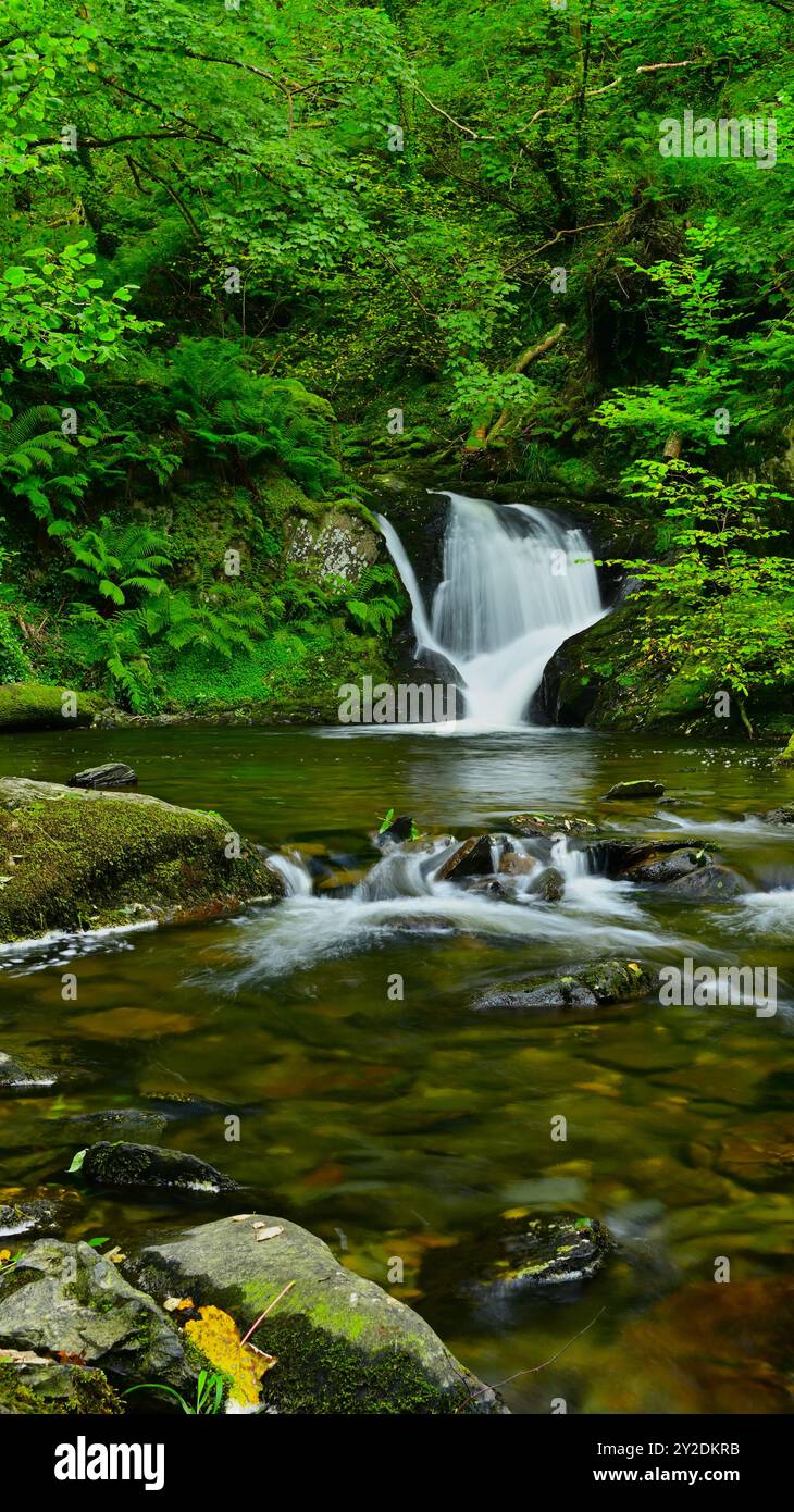 Temperate rainforest in Wales with motion blur streams, rocks, moss ...