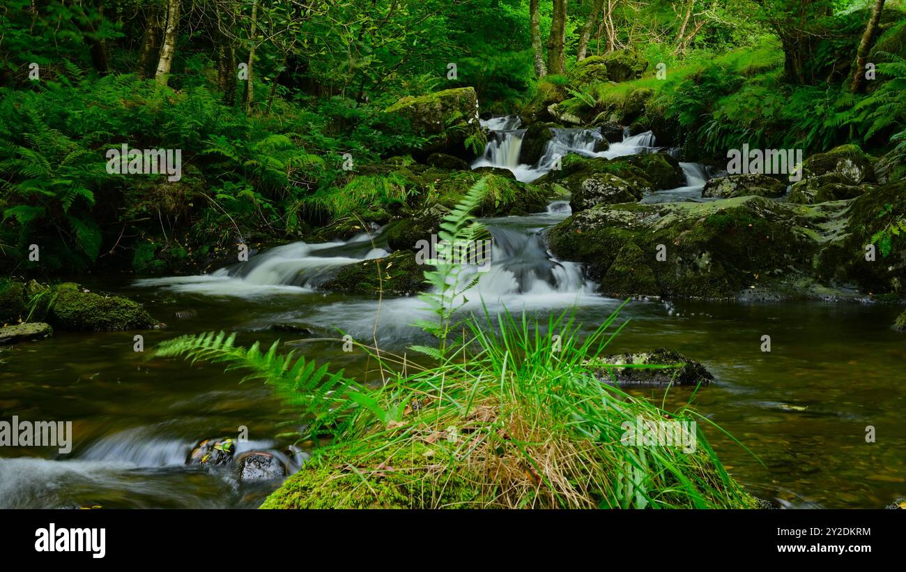 Ferns in temperate forest hi-res stock photography and images - Alamy