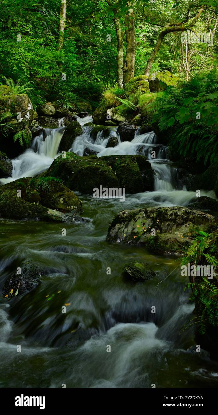 Temperate rainforest in Wales with motion blur streams, rocks, moss ...