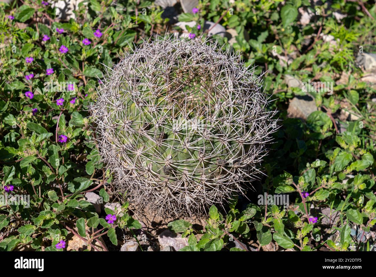 Giant chin cactus gymnocalycium saglionis hi-res stock photography and ...
