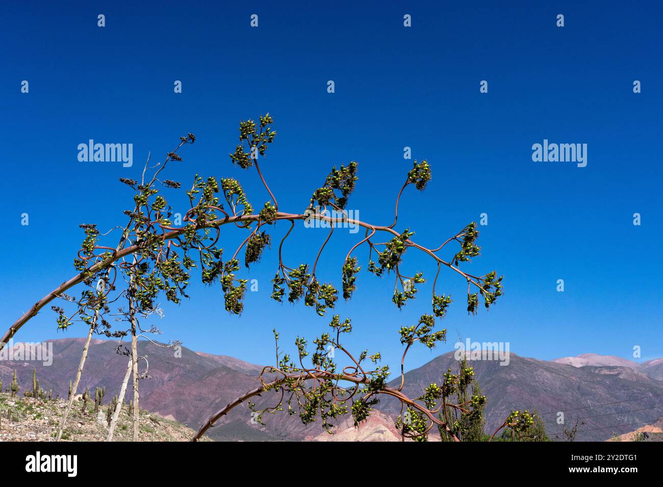 Fruits of a Century Plant, Agave americana, in the Jardin Botánico de ...
