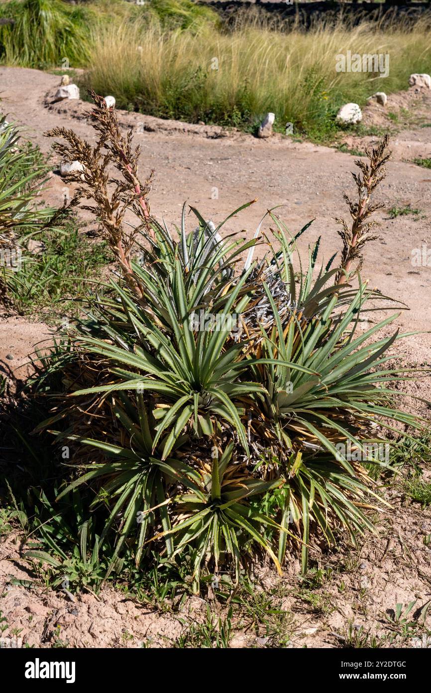 Taraca, Puya dyckioides, in the Jardin Botánico de Altura near Tilcara ...
