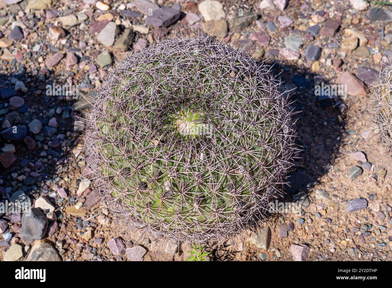 Giant Chin Cactus, Gymnocalycium saglionis, endemic to northwest ...