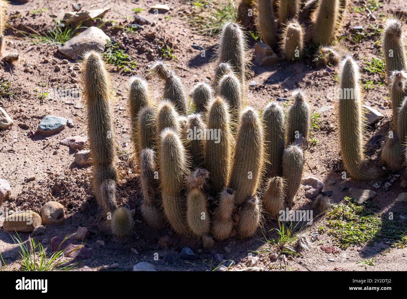 Silver Torch Cactus, Cleistocactus hyalacanthus, in the Jardin Botánico ...