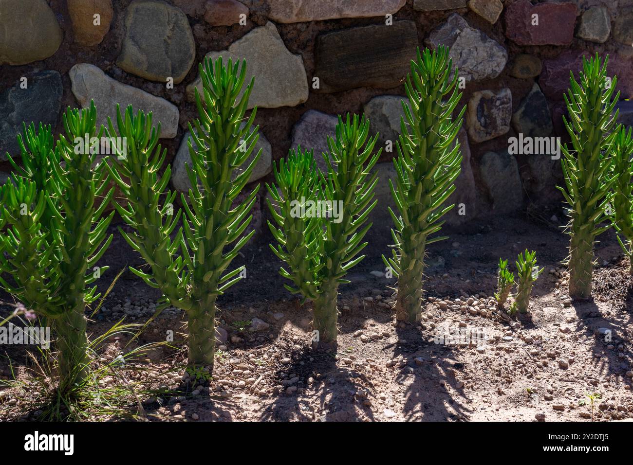 Eve's Needle Cactus, Austrocylindropuntia subulata, in the Jardin ...