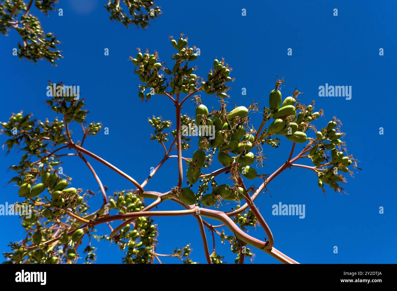 Fruits of a Century Plant, Agave americana, in the Jardin Botánico de ...