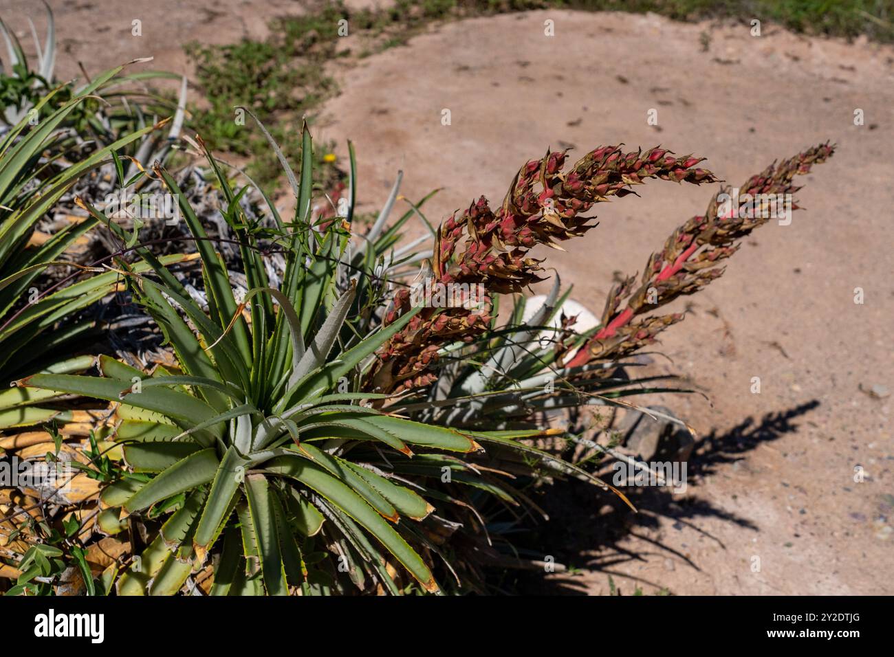 Taraca, Puya dyckioides, in the Jardin Botánico de Altura near Tilcara ...
