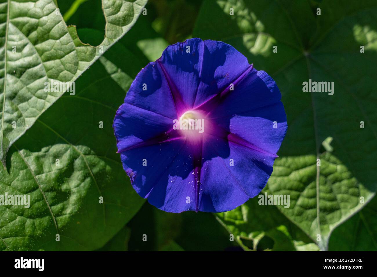 Common Morning Glory, Ipomoea purpurea, growing on an Oca plant in the ...