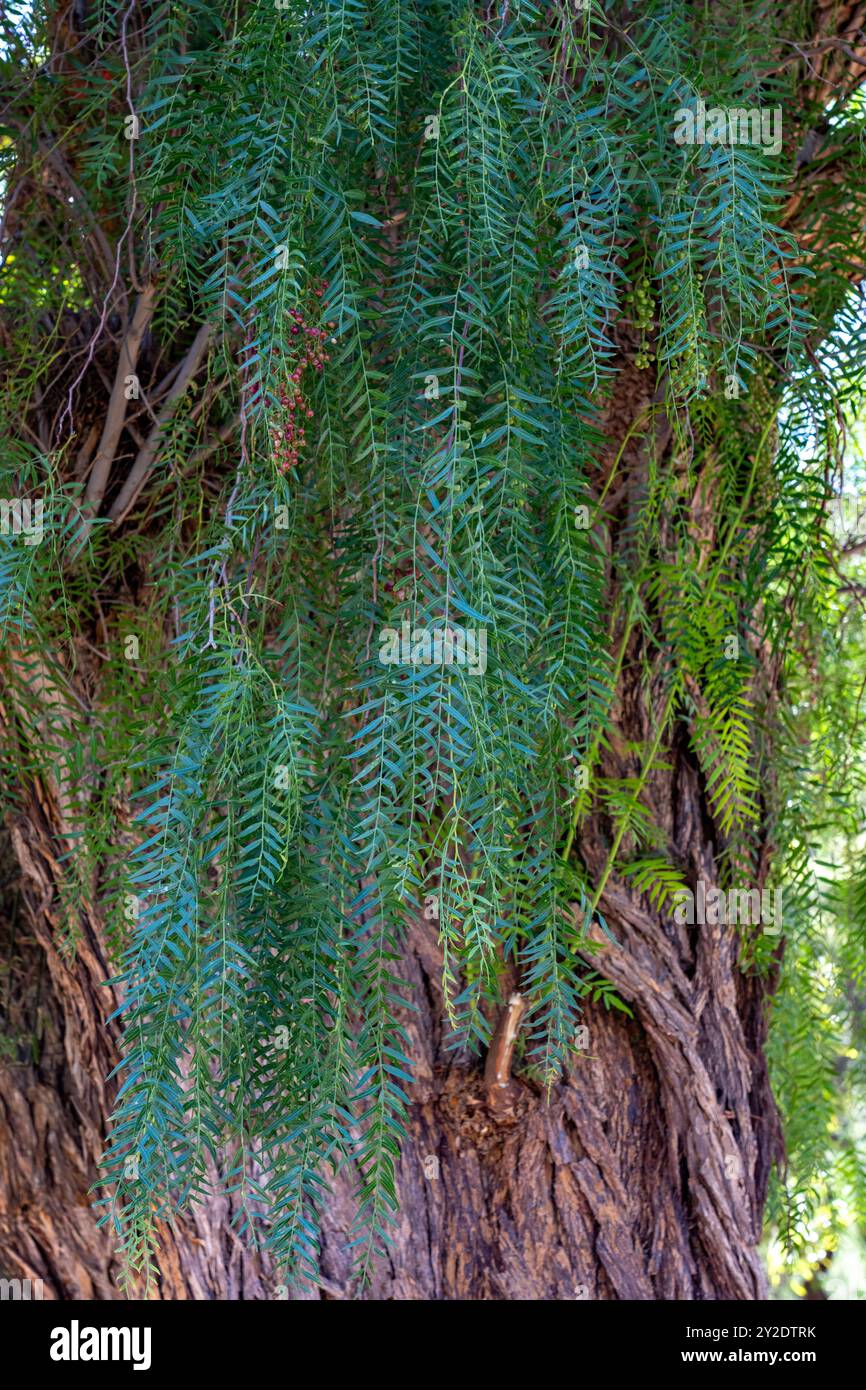 Leaves of a Peruvian Pepper Tree, Schinus molle var. areira, in the ...