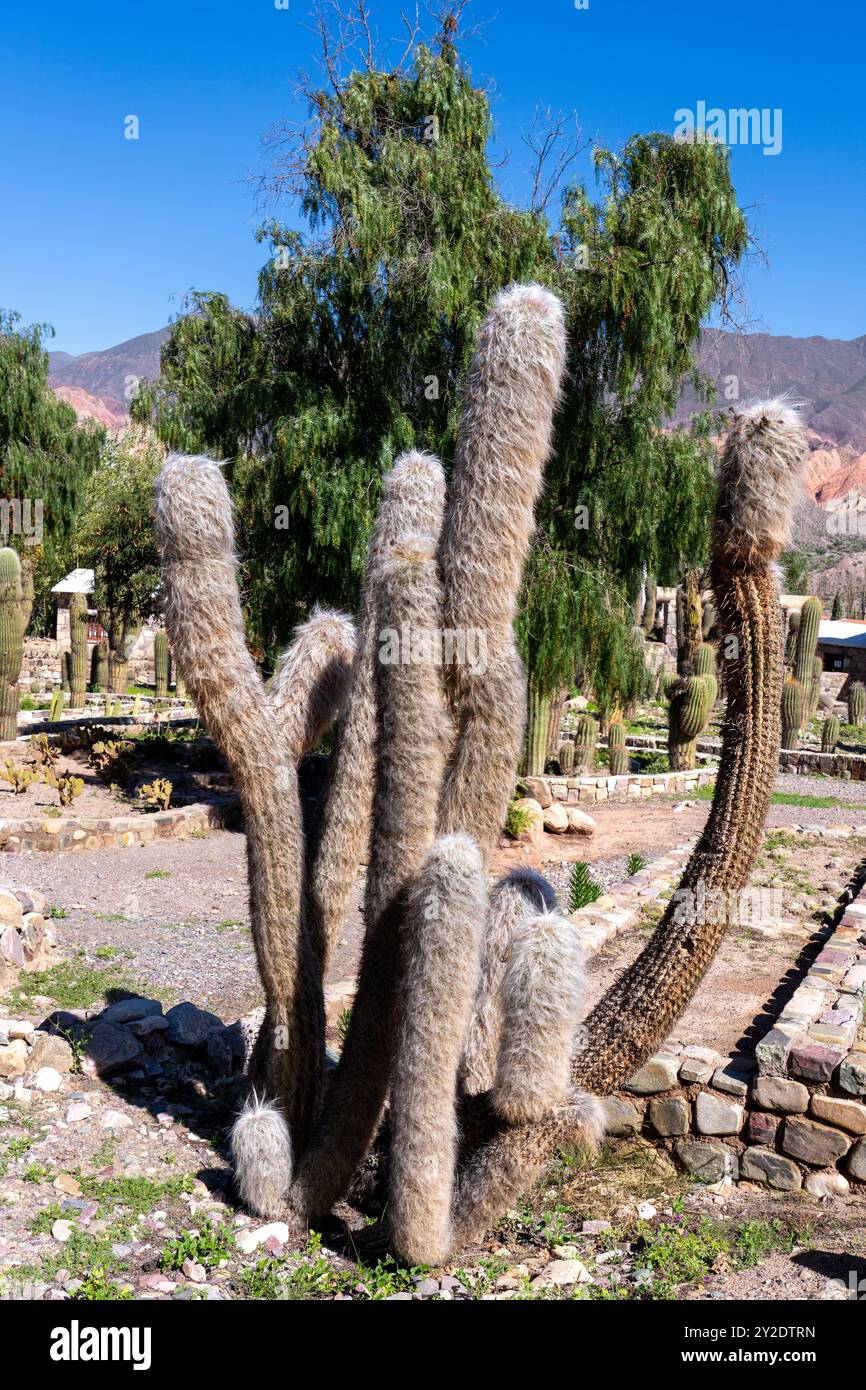Cool Old Man Of The Andes Cactus Images