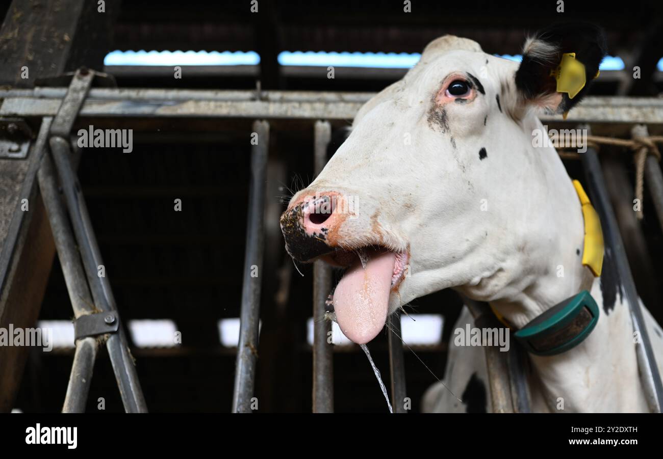 Wymeer, Germany. 10th Sep, 2024. A cow infected with bluetongue is ...