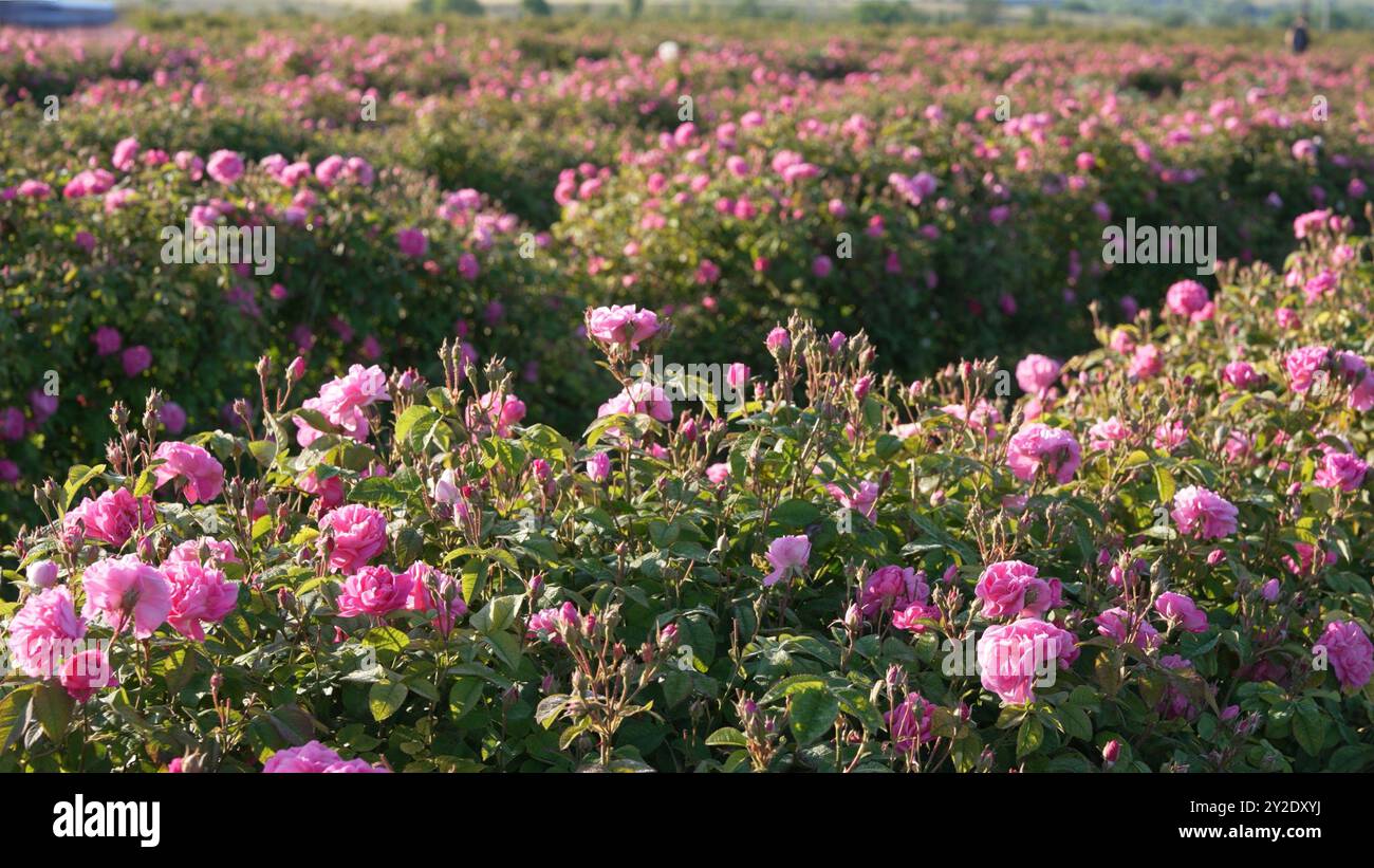 Rose Fields. Rose petal harvesting and attar distillation in Bulgaria ...