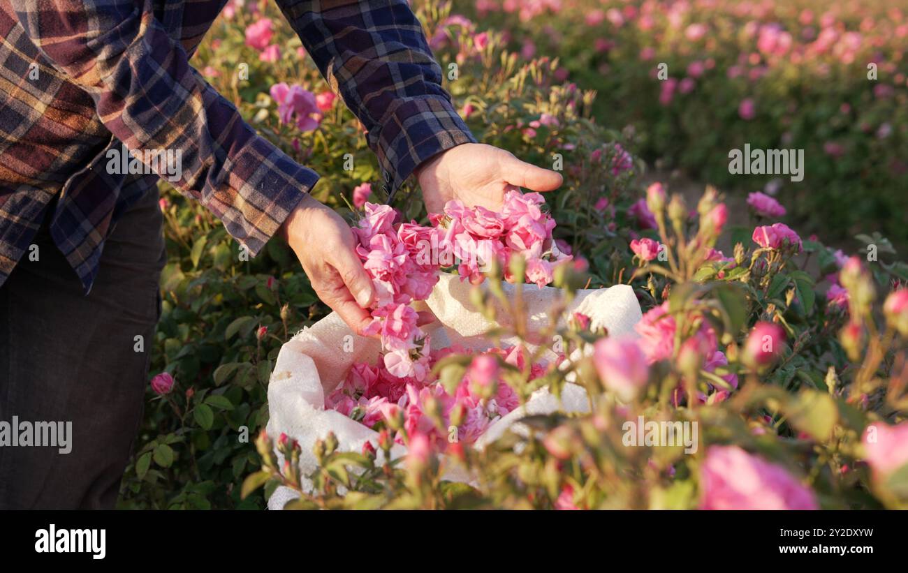 The Damask Rose Harvest. A bag with pink rosebuds and petals Stock ...