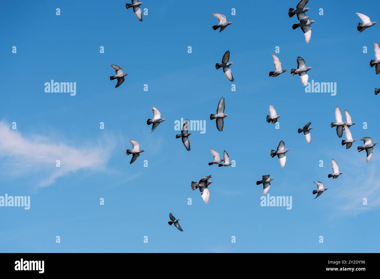 Flock birds soars in hi-res stock photography and images - Alamy