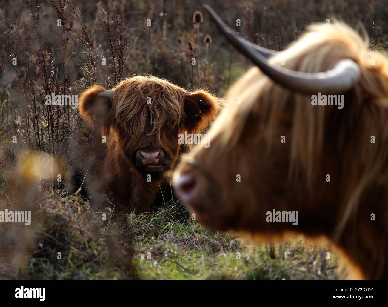 Highland cattle at Darley and Nutwood Local Nature Reserve, Derby ...